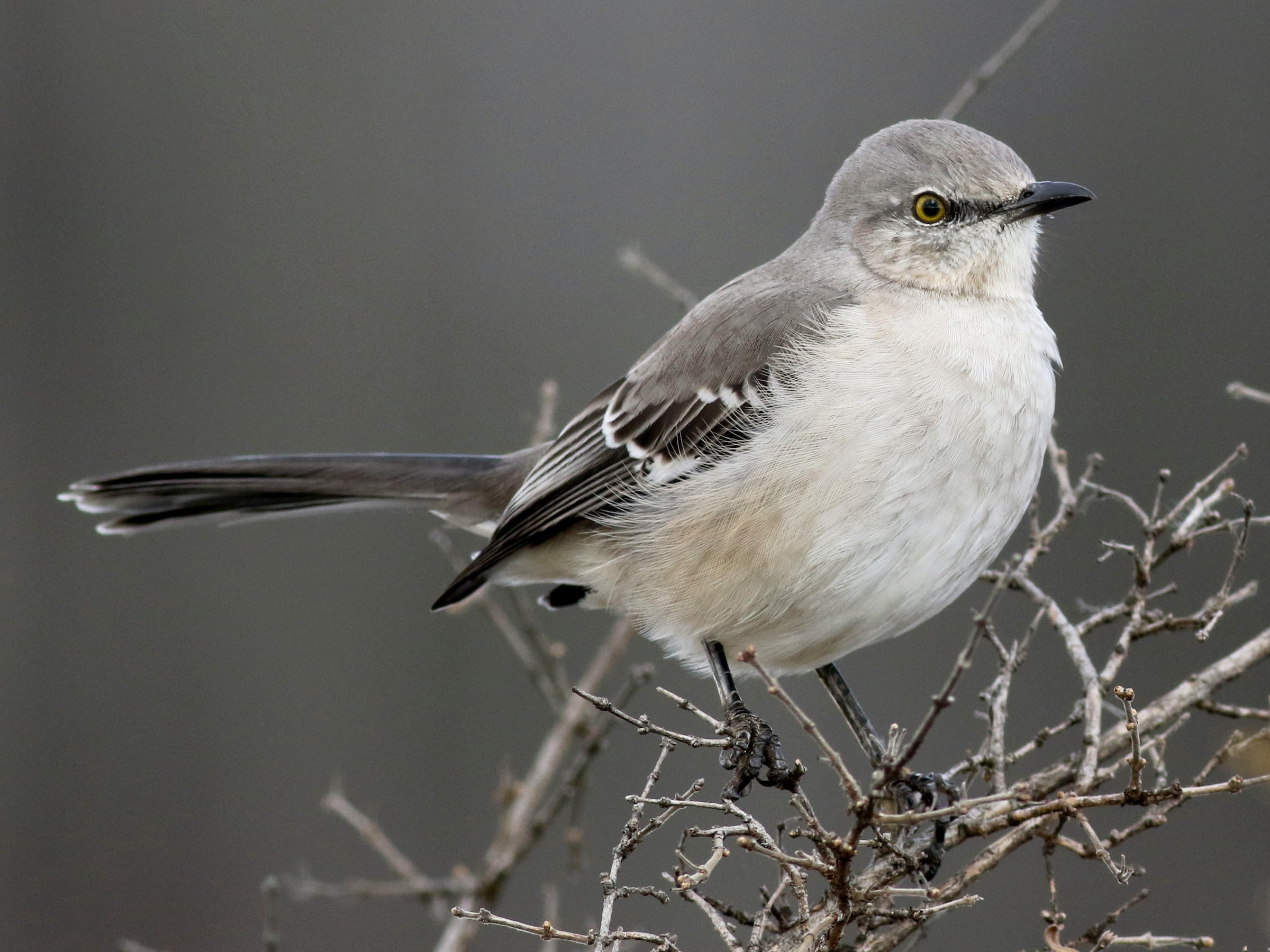 A Haiku Tribute to a Mockingbird – Haumanu Speaks/PoetiCalli